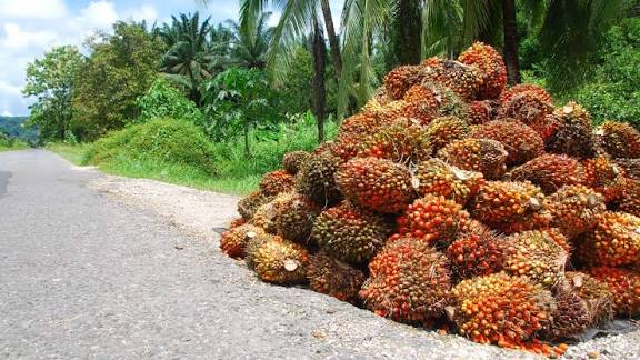 Palm Oil Processing Machine Prices in Nigeria — Full List (2026 Market ...